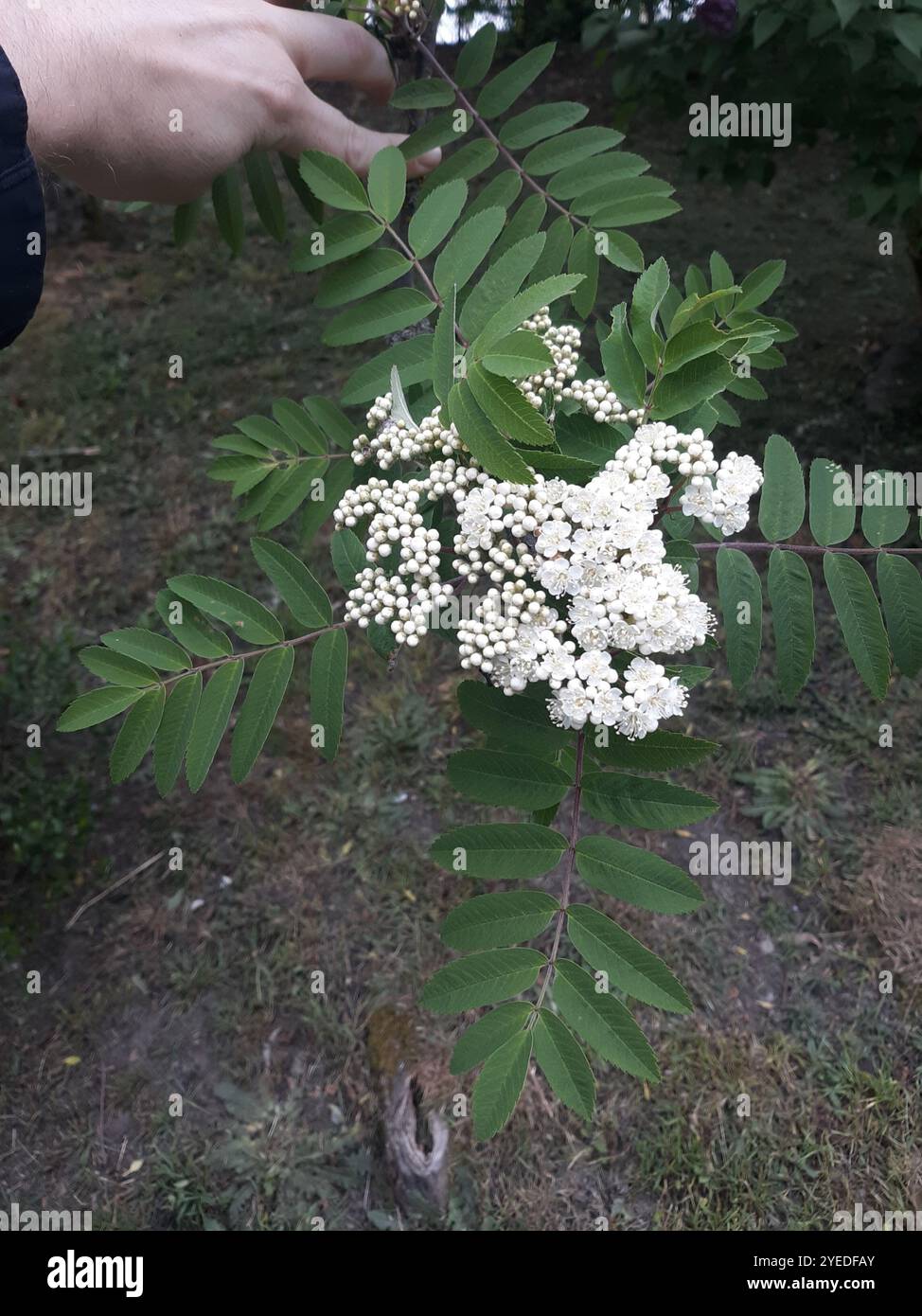 European mountain ash (Sorbus aucuparia Stock Photo - Alamy