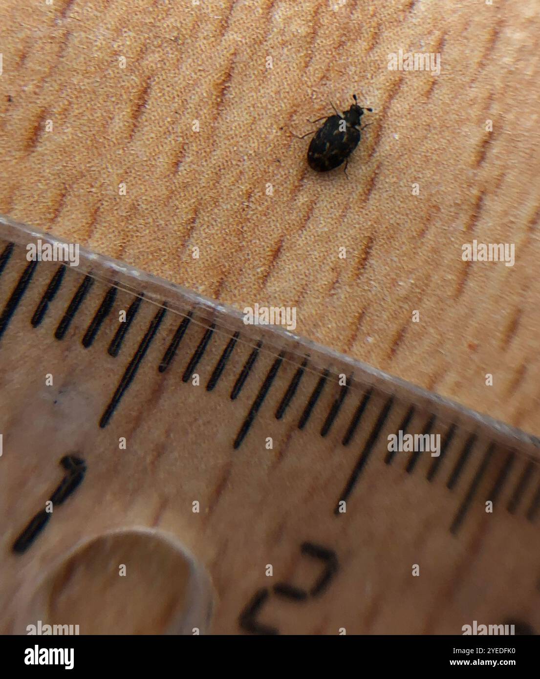 Anthrenus museorum hi-res stock photography and images - Alamy