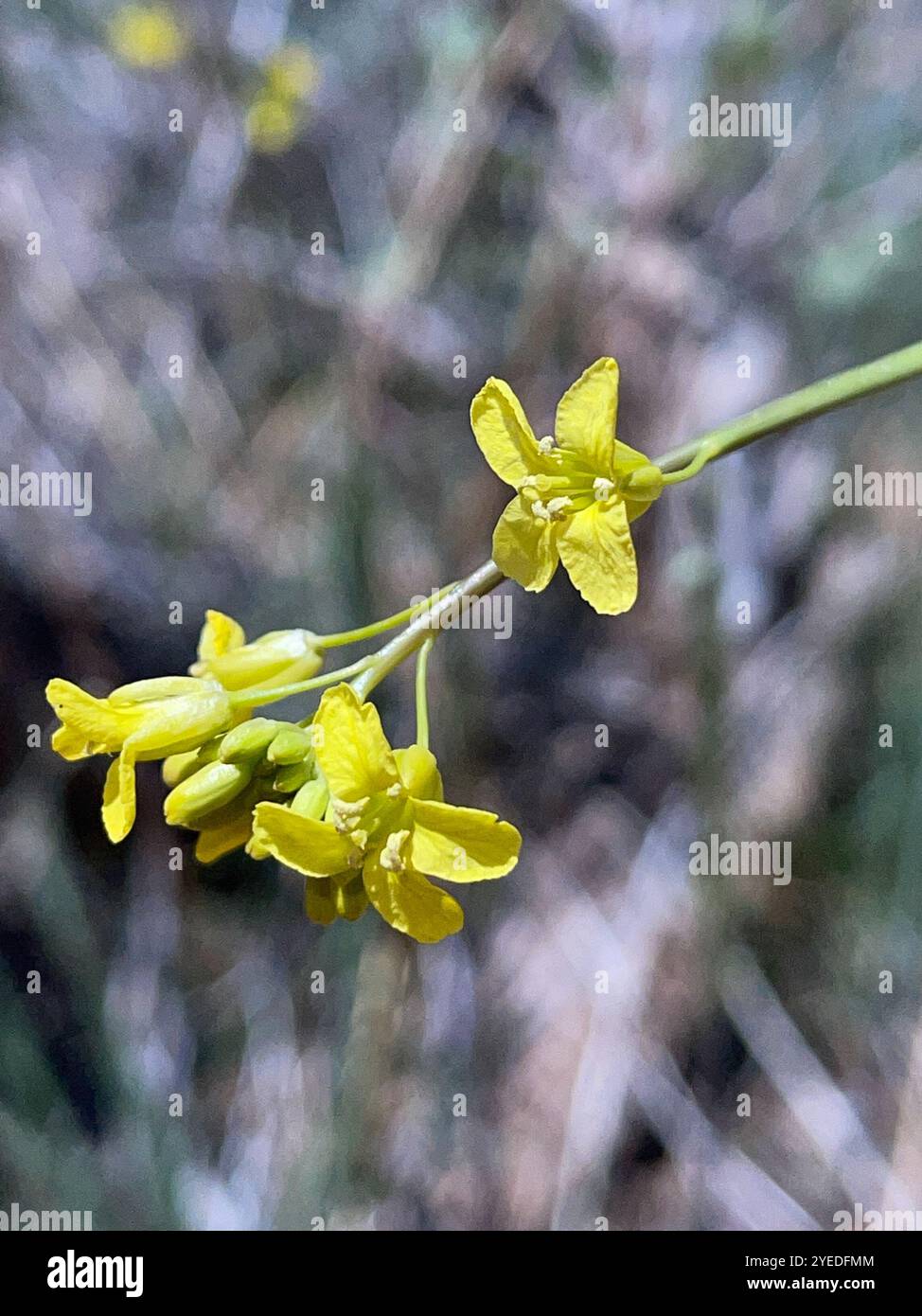 Sisymbrium linifolium hi-res stock photography and images - Alamy