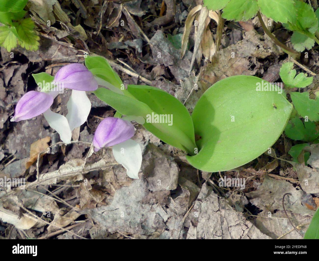 Galearis spectabilis hi-res stock photography and images - Alamy