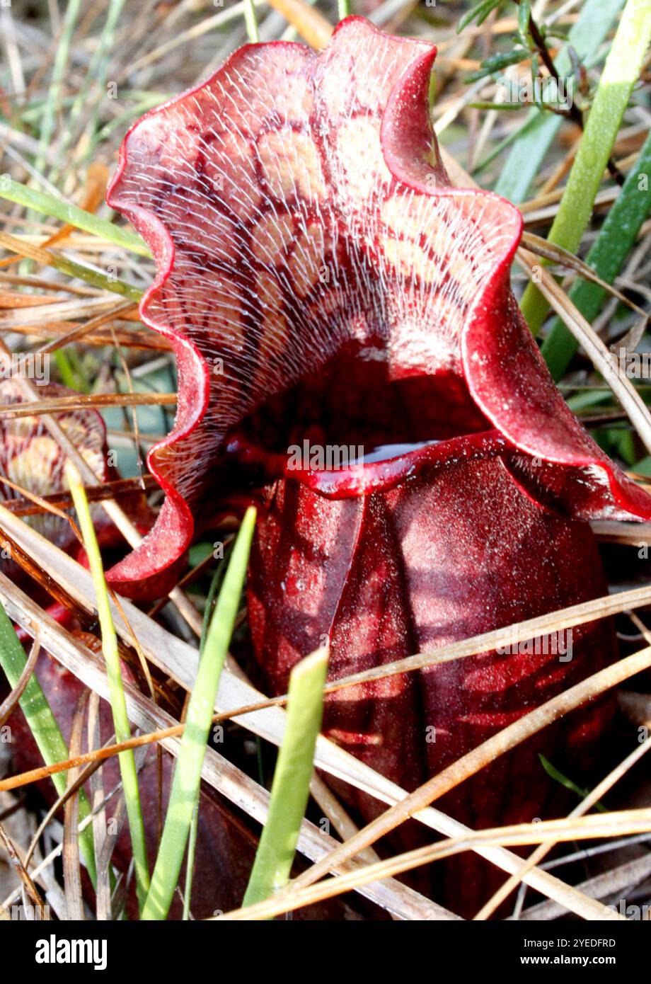 Southern Purple Pitcher Plant (Sarracenia purpurea venosa Stock Photo ...