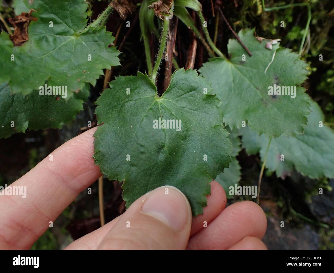 crevice alumroot (Heuchera micrantha Stock Photo - Alamy
