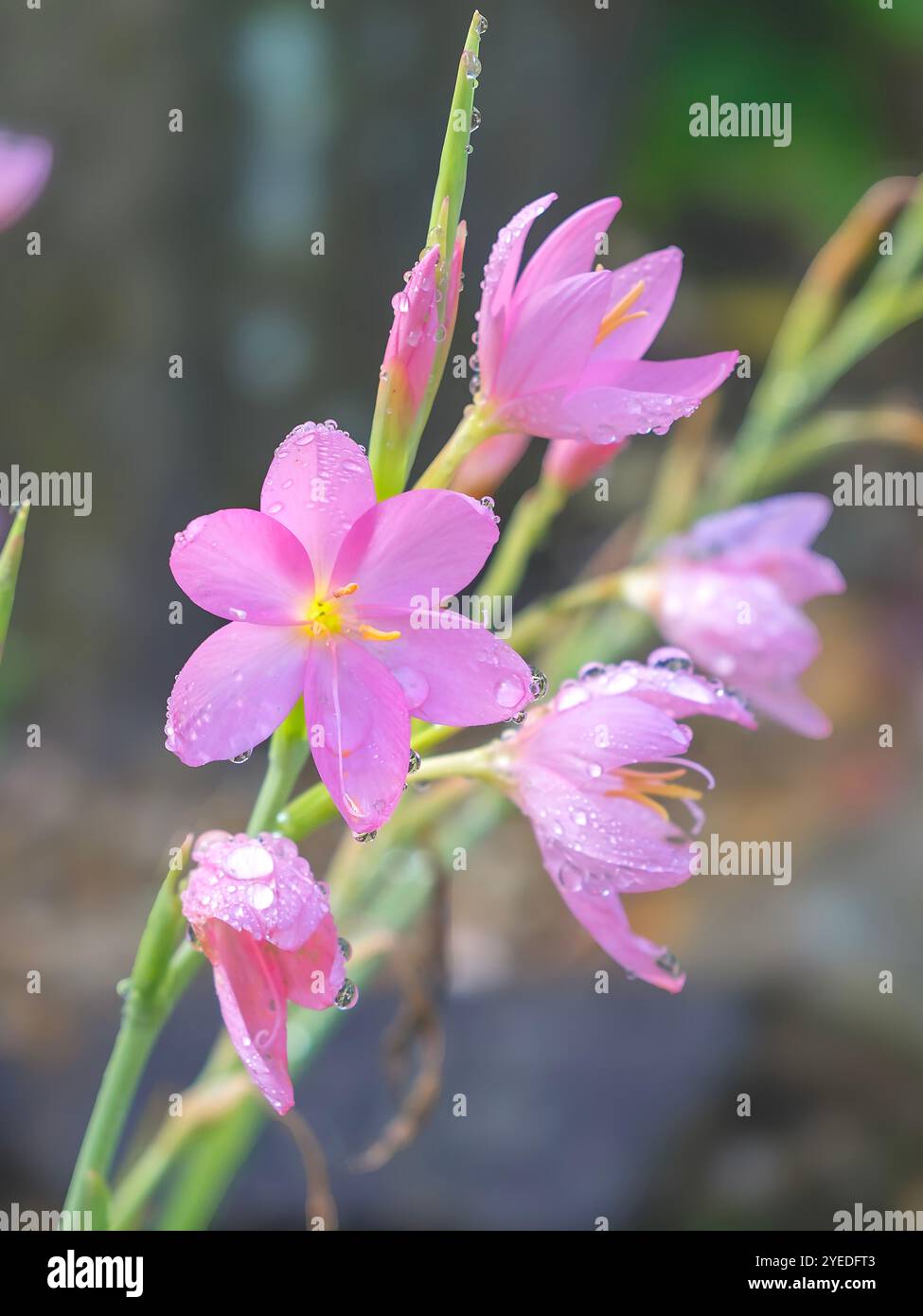 Pink kaffir lily plant hi-res stock photography and images - Alamy