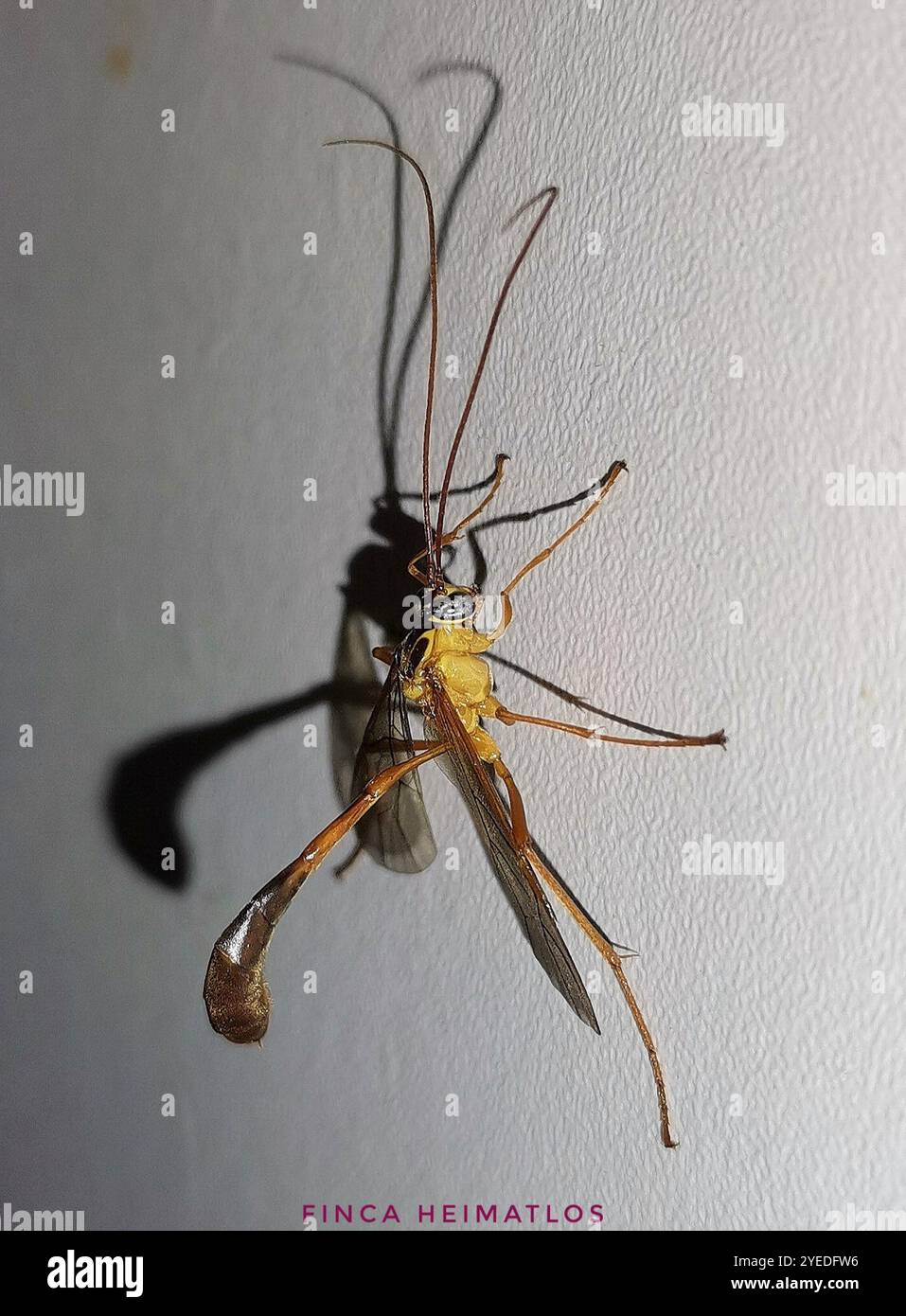Short-tailed Ichneumonid Wasps (Ophioninae Stock Photo - Alamy
