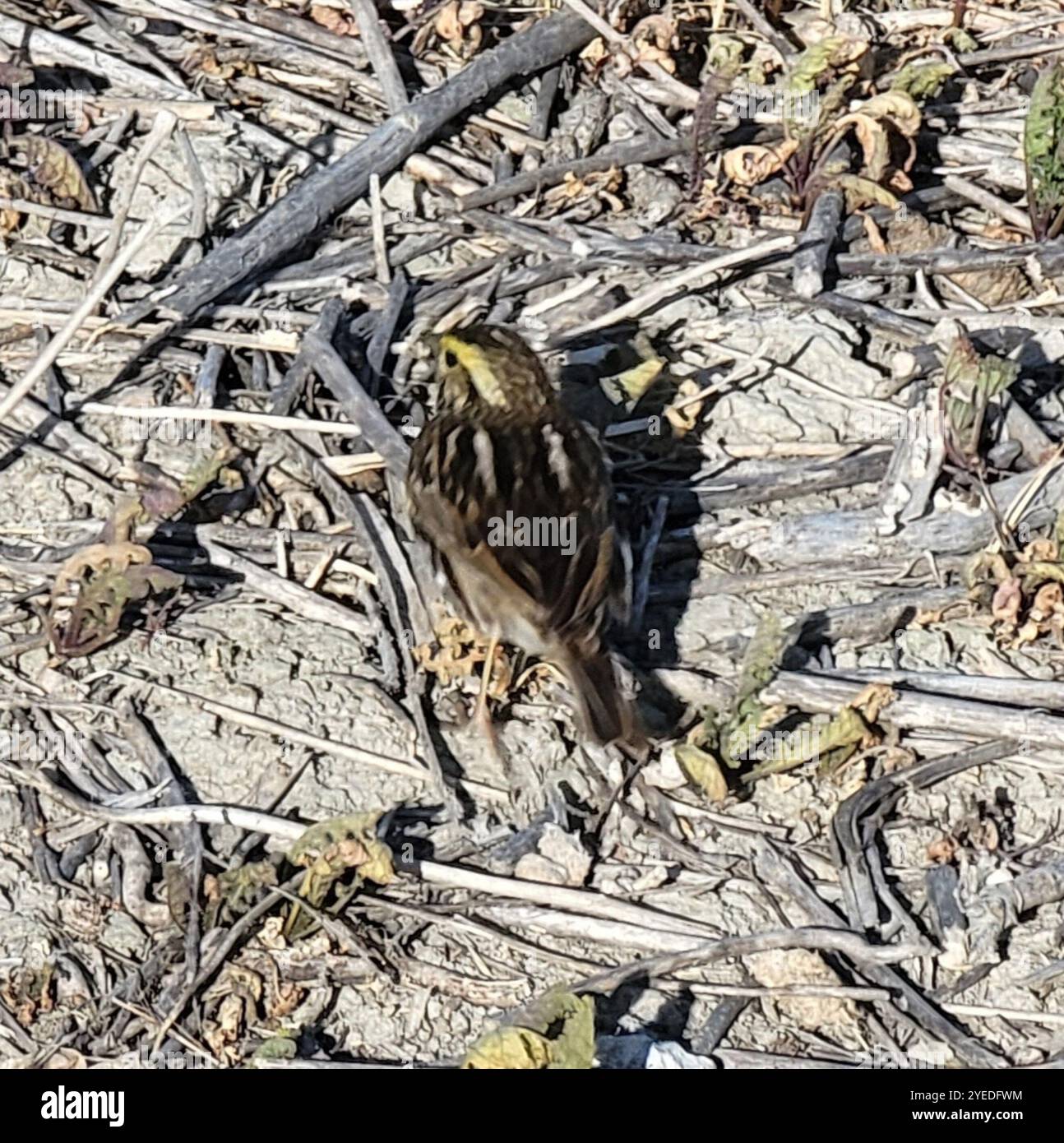 Savannah Sparrow (Passerculus sandwichensis Stock Photo - Alamy