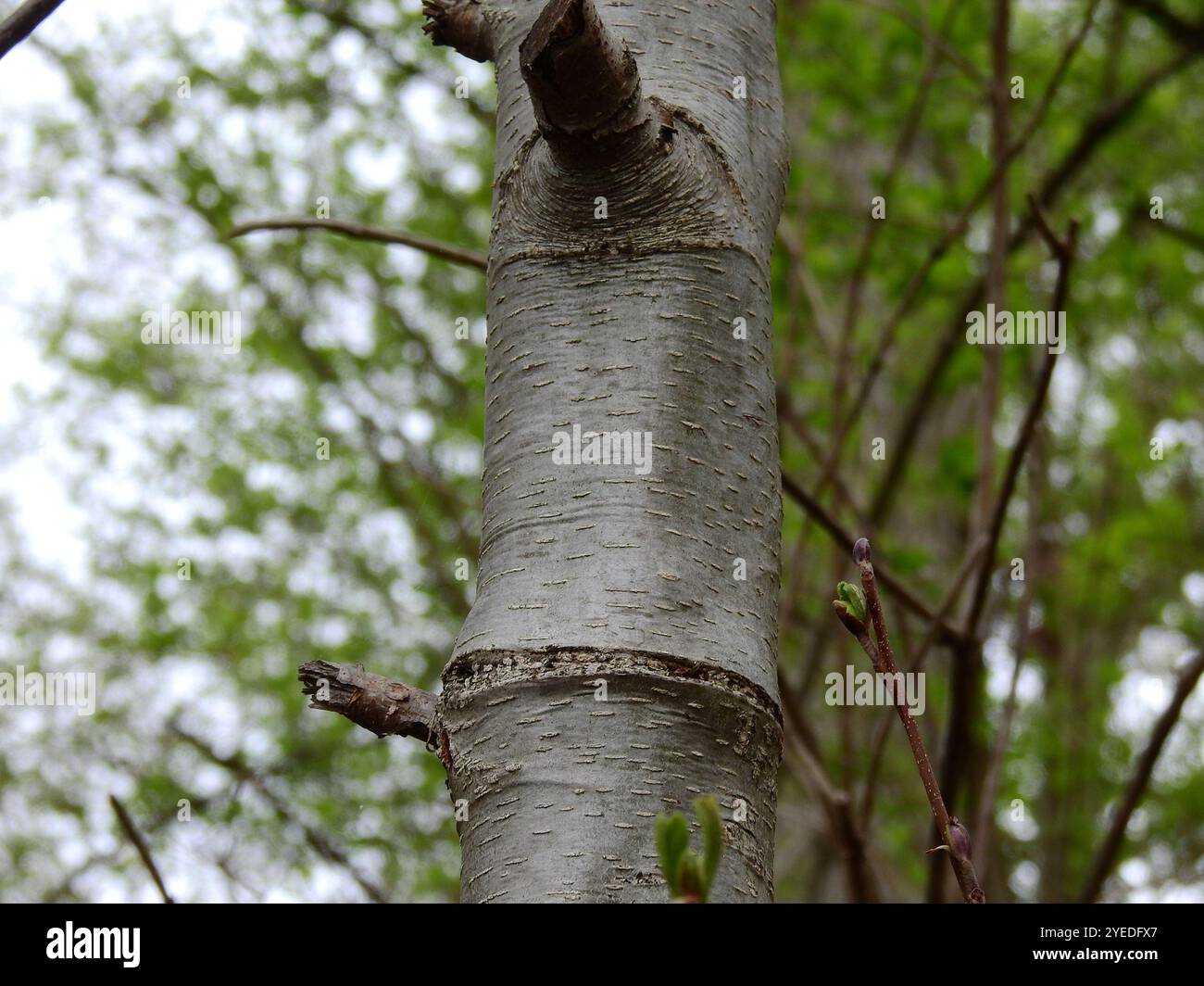 common alder (Alnus glutinosa Stock Photo - Alamy