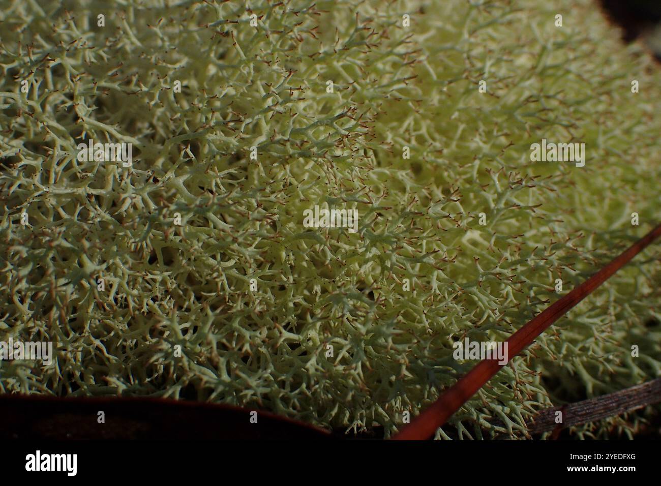 pixie cup and reindeer lichens (Cladonia Stock Photo - Alamy