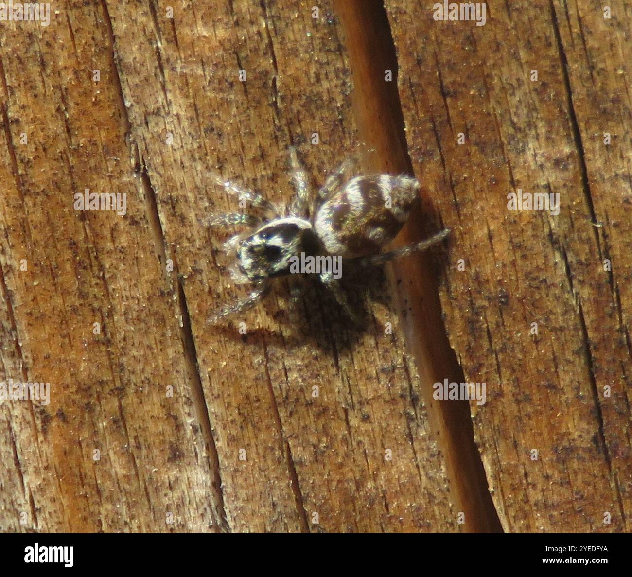 Zebra Jumping Spider (Salticus scenicus Stock Photo - Alamy