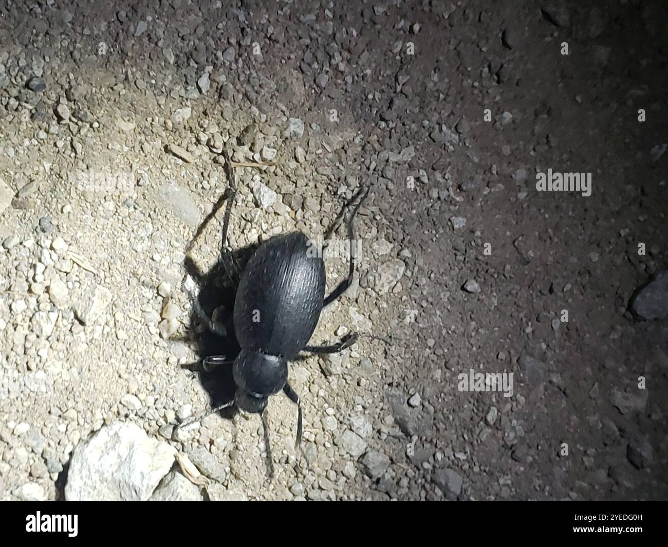 Desert Stink Beetles (Eleodes Stock Photo - Alamy
