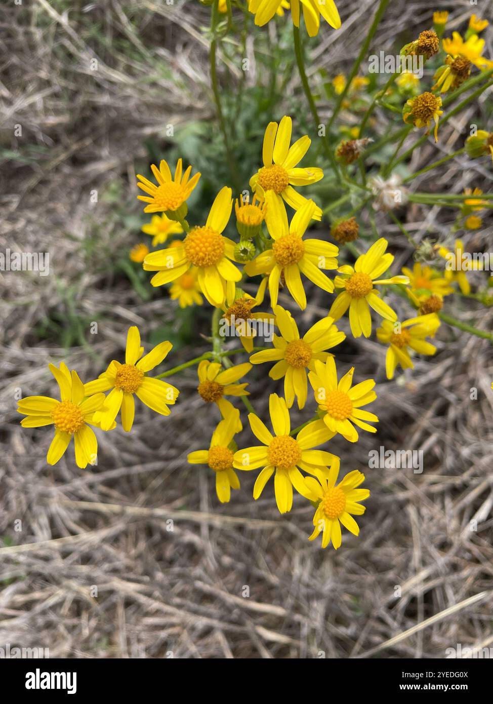 Prairie groundsel hi-res stock photography and images - Alamy