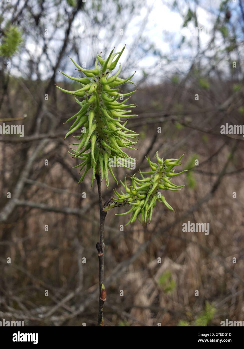 pussy willow (Salix discolor Stock Photo - Alamy