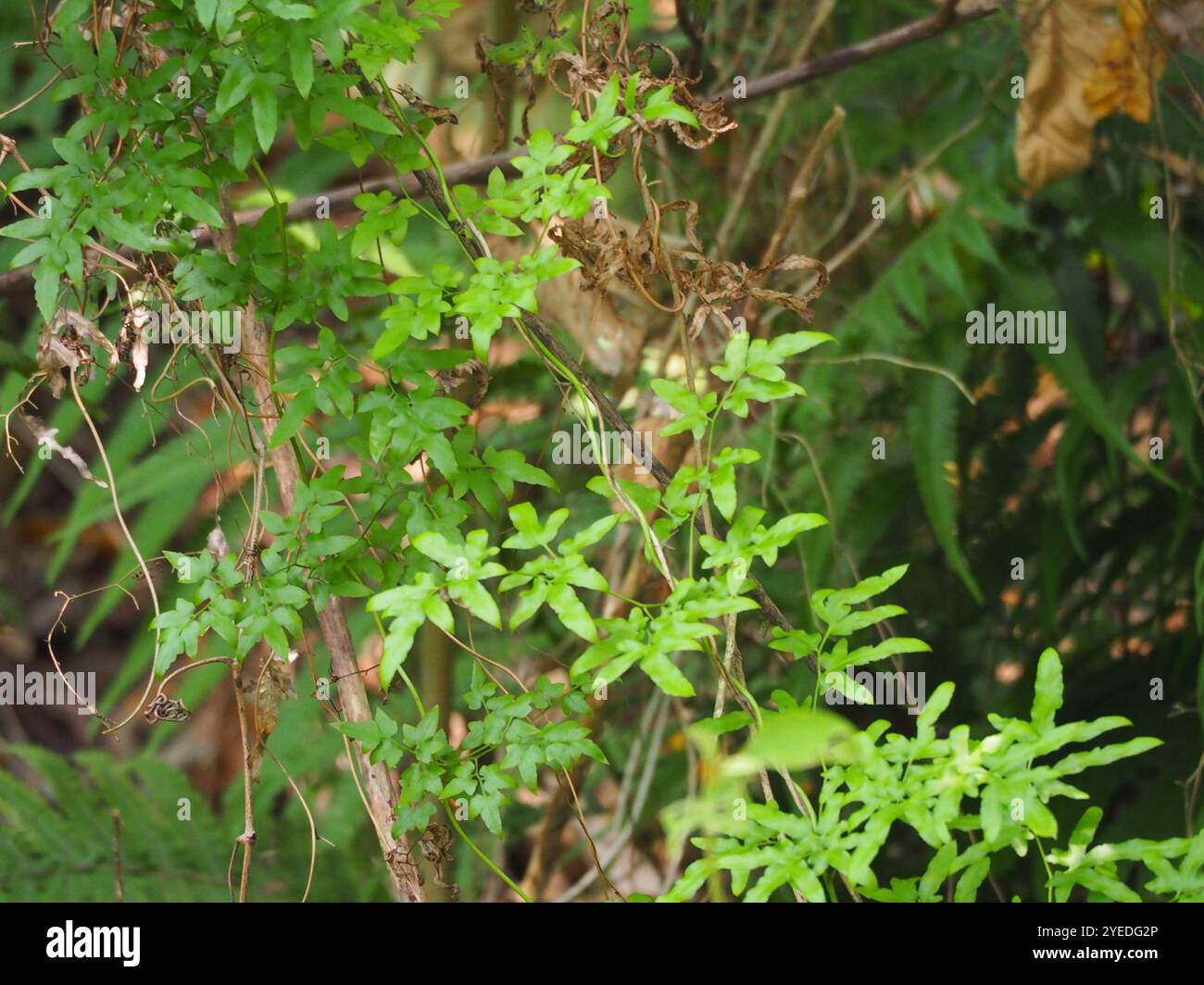 Japanese climbing fern (Lygodium japonicum Stock Photo - Alamy