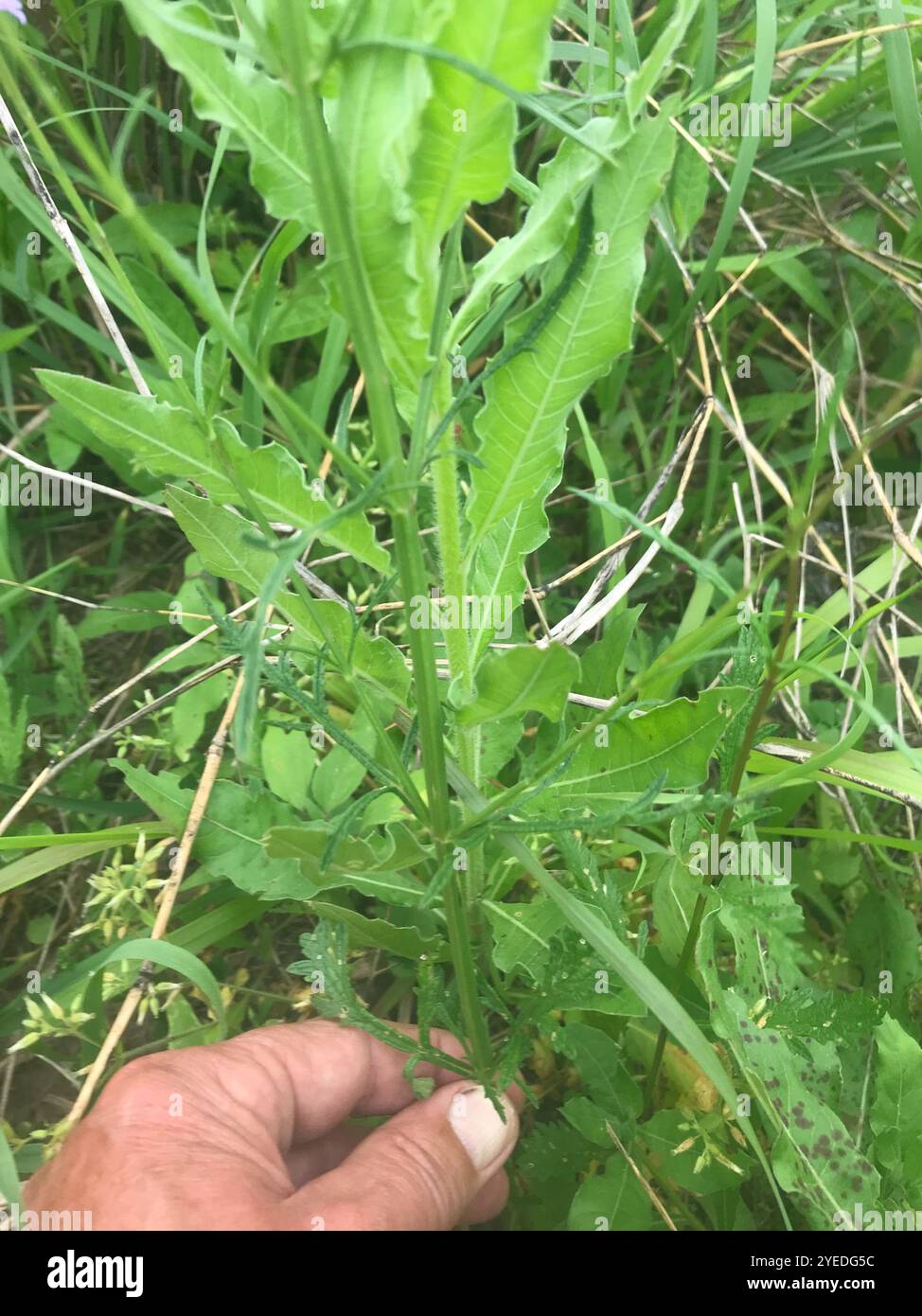 Texas vervain hi-res stock photography and images - Alamy