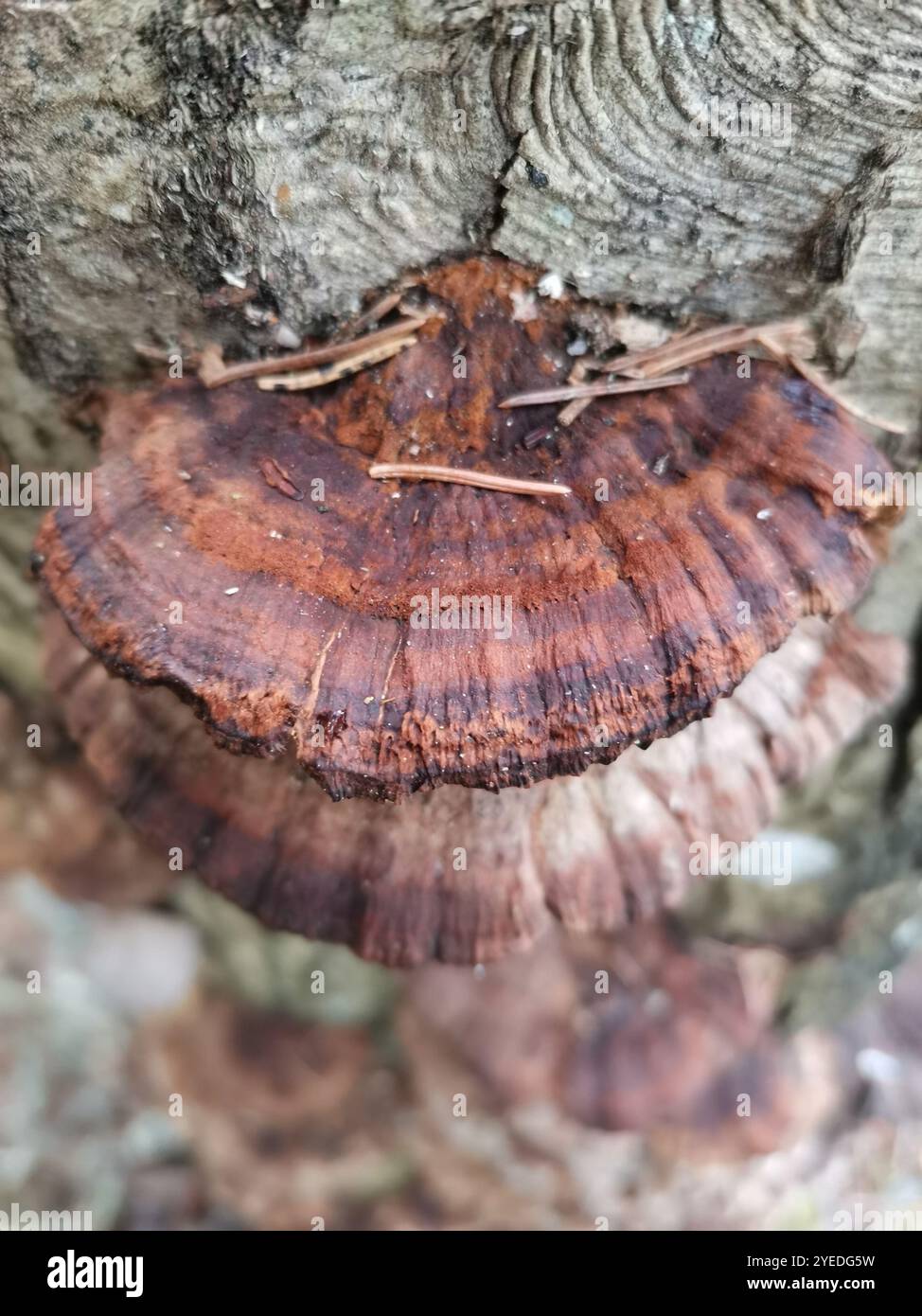 Mensularia radiata hi-res stock photography and images - Alamy