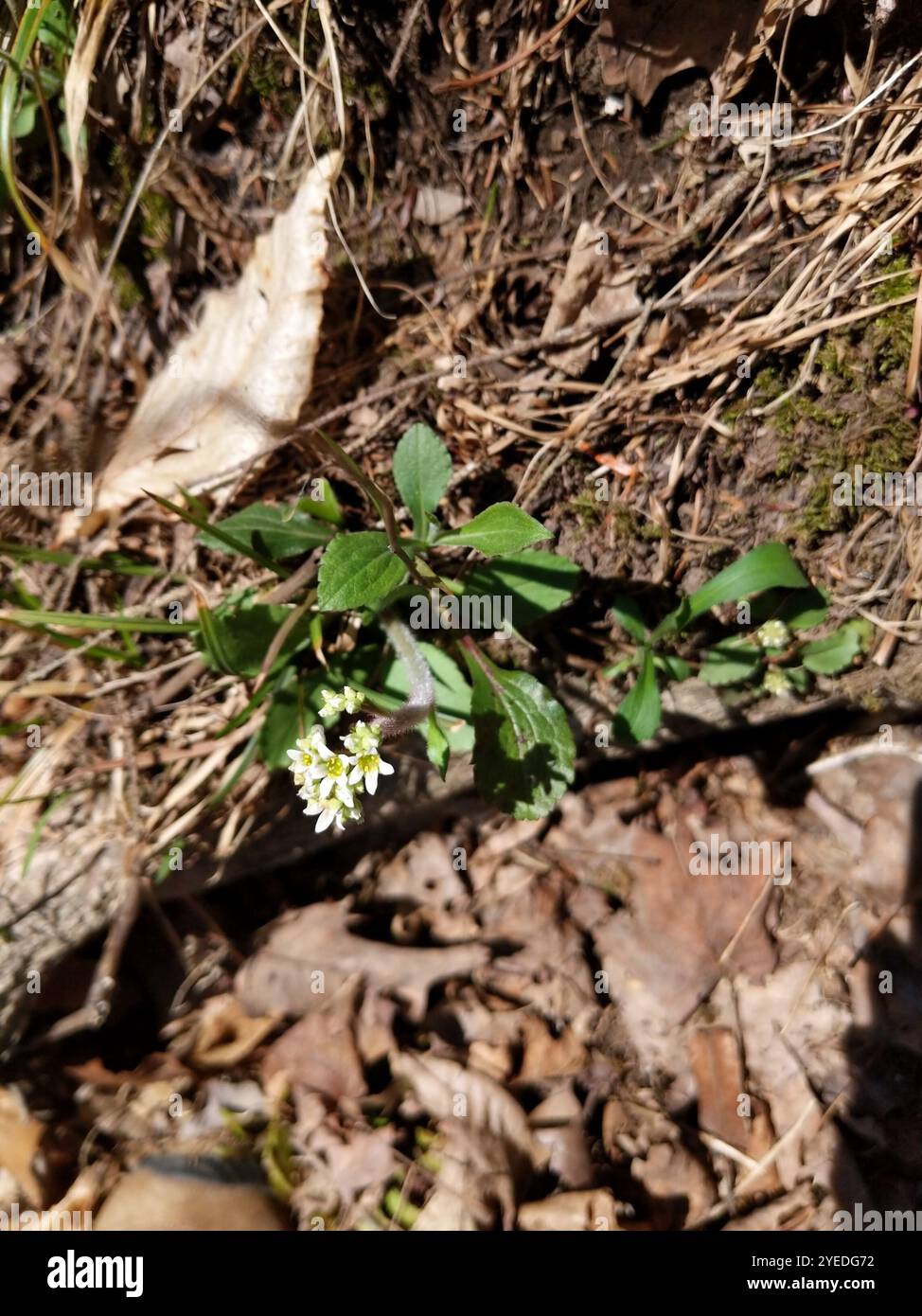 Micranthes virginiensis hi-res stock photography and images - Alamy