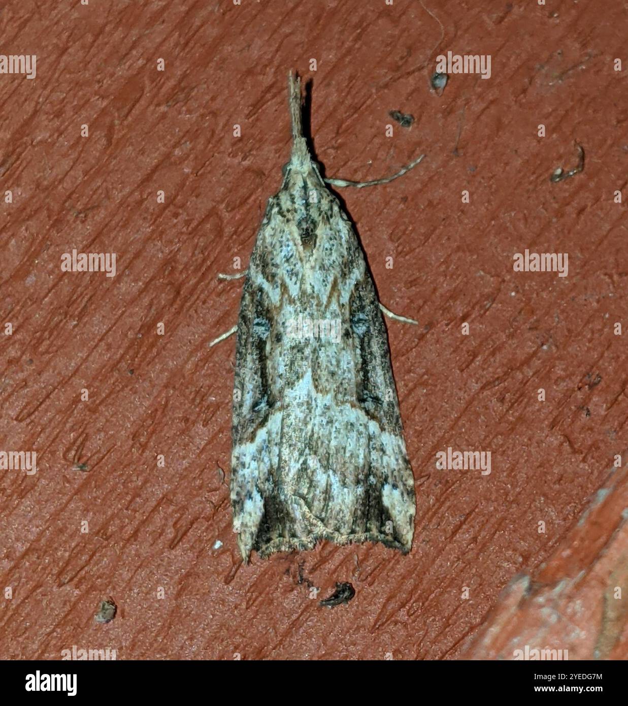 California Cloverworm Moth (Hypena californica Stock Photo - Alamy