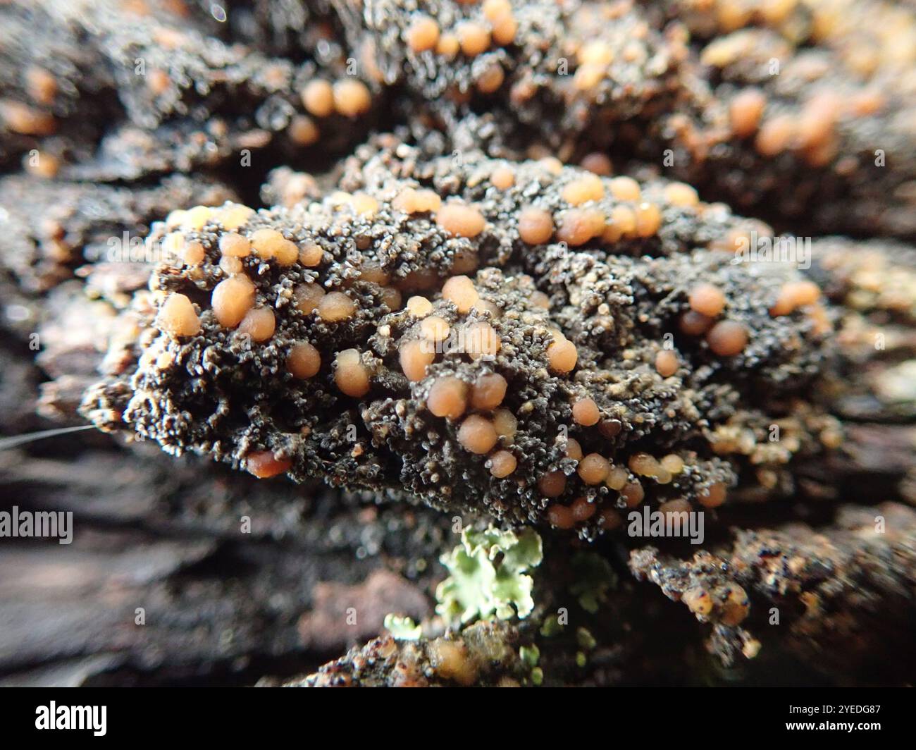 Pink-eyed Shingle Lichen (Vahliella saubinetii Stock Photo - Alamy