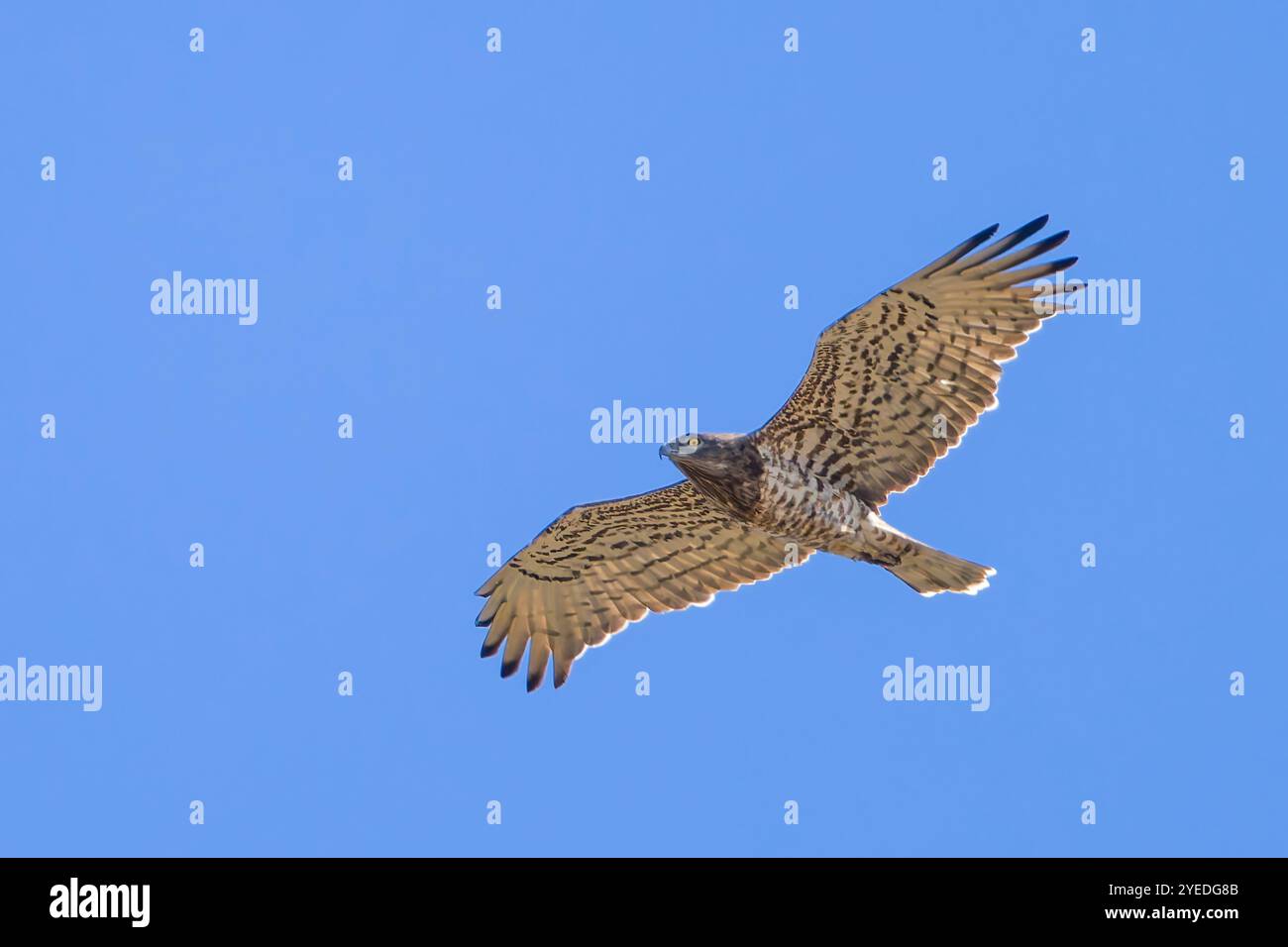 A short-toed snake eagle, Circaetus gallicus, also known as just the ...