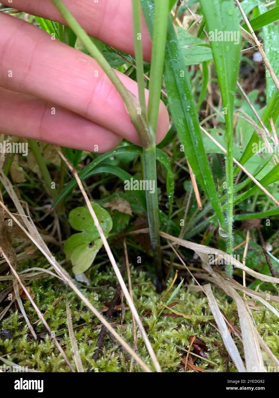 woodland buttercup (Ranunculus uncinatus Stock Photo - Alamy