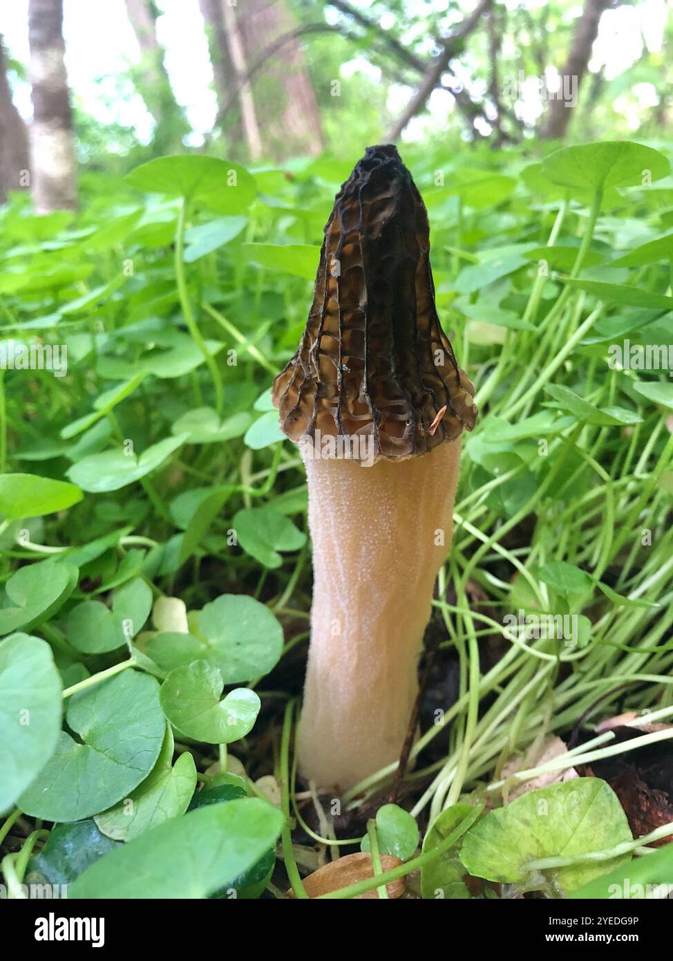 black morel (Morchella angusticeps Stock Photo - Alamy