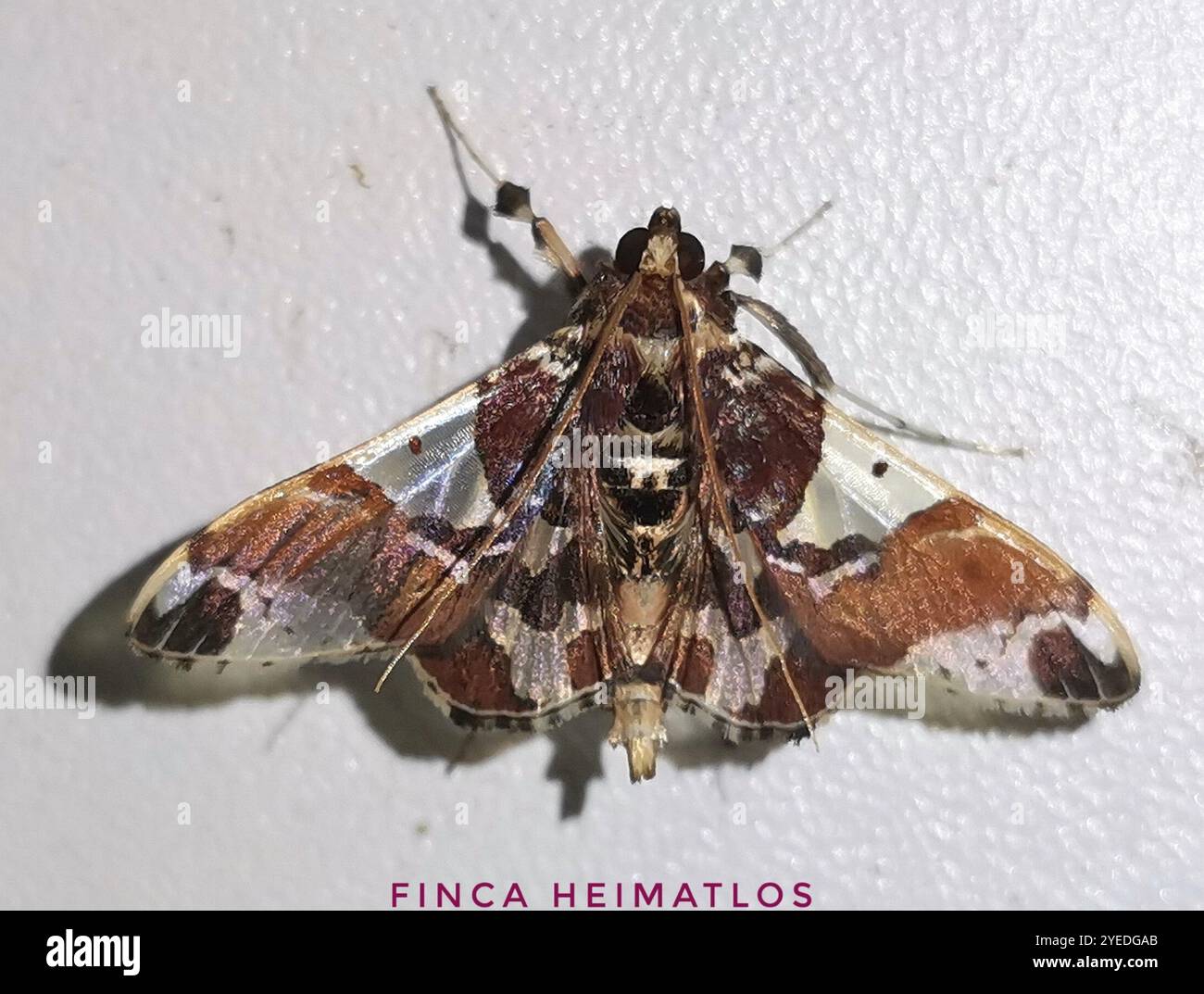 Pearl Moths (Spilomelinae Stock Photo - Alamy