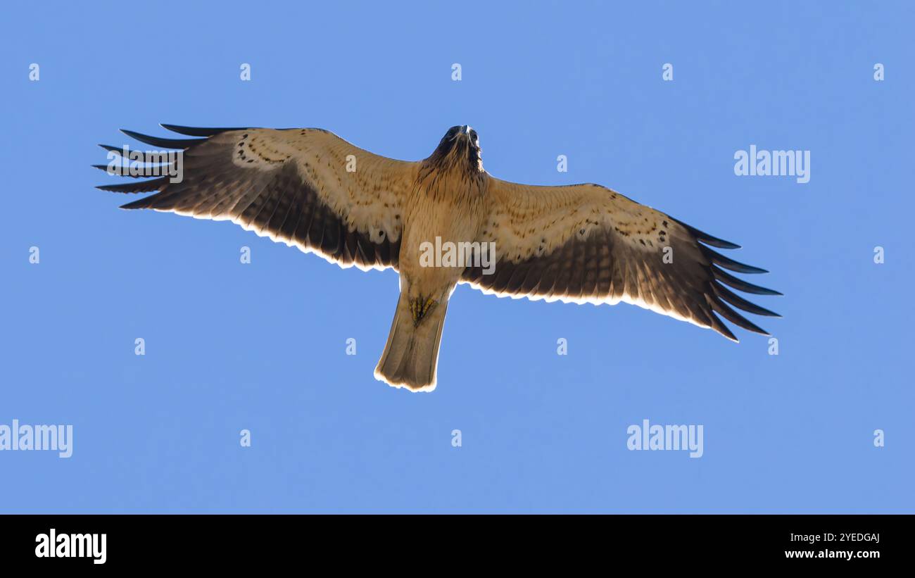 A short-toed snake eagle, Circaetus gallicus, also known as just the ...