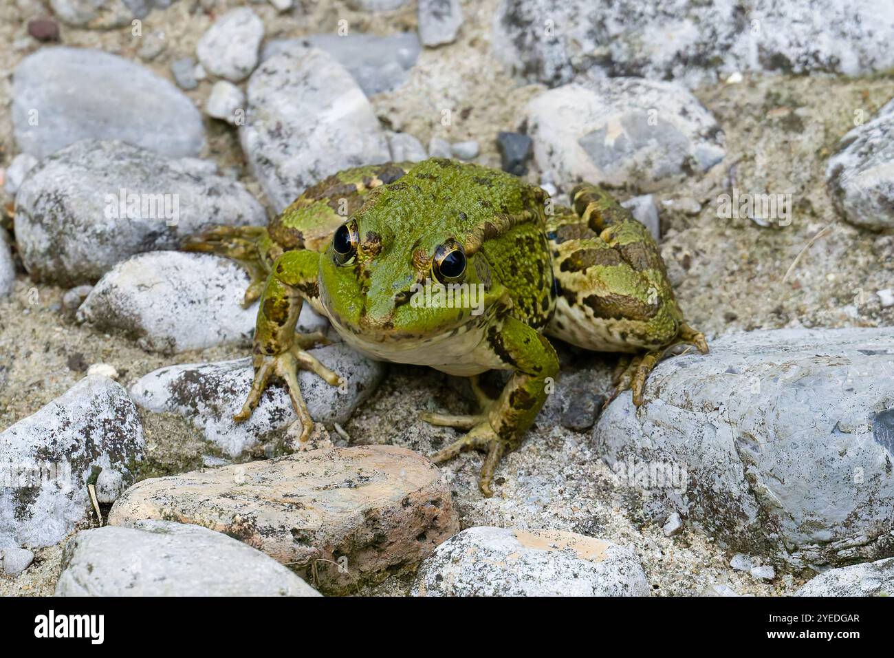 n Iberian frog, Rana iberica, also known as Iberian stream frog Stock ...