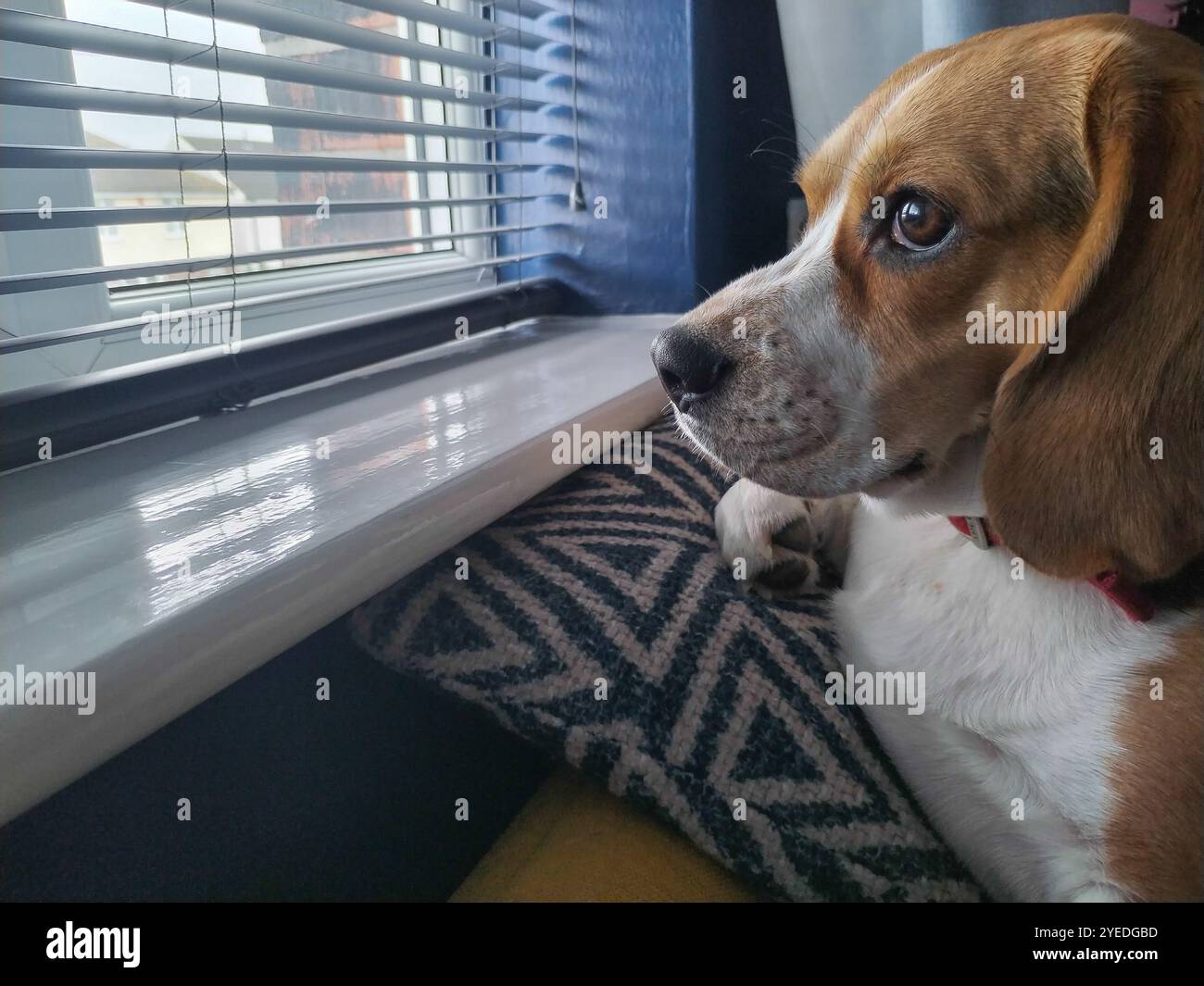Beagle dog markings hi-res stock photography and images - Alamy