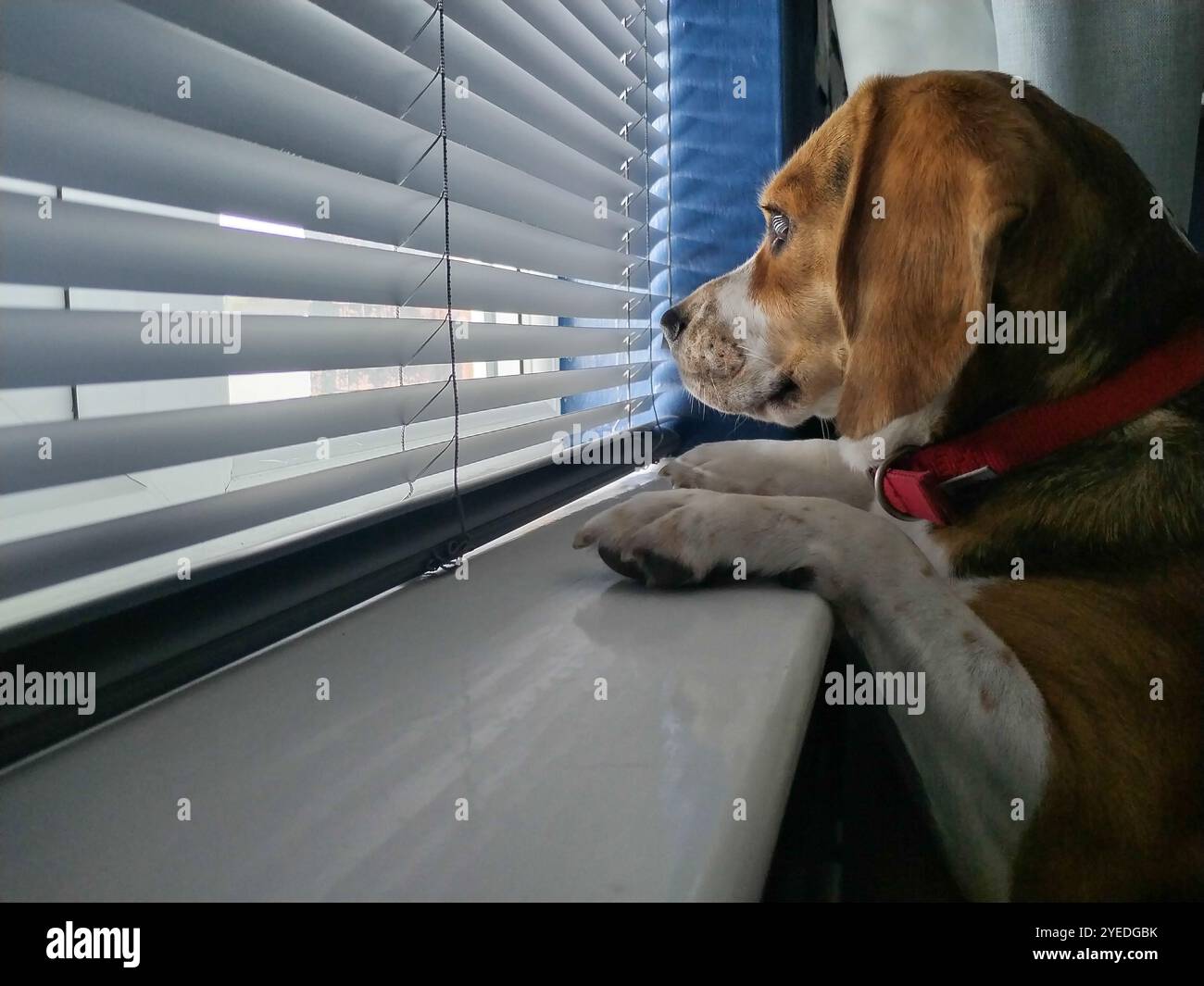 Beagle Dog Waiting at the Window, Portrait of Dog Stock Photo - Alamy