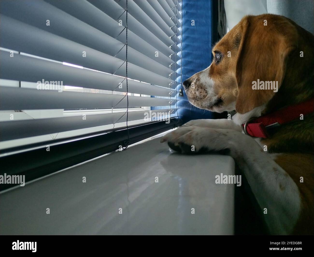 Beagle dog waiting at the window hi-res stock photography and images - Alamy