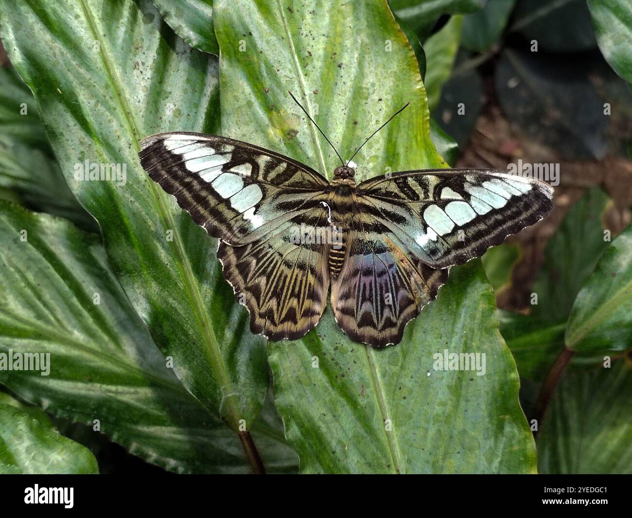 Butterfly waiting on a leaf hi-res stock photography and images - Alamy