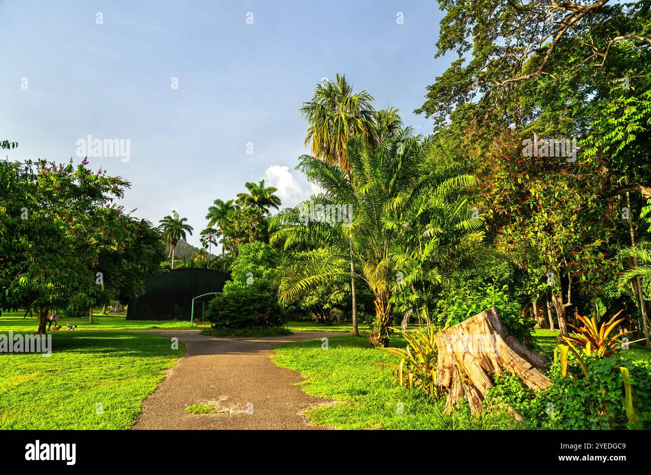 Royal Botanic Gardens in Port of Spain, Trinidad and Tobago: A Lush ...