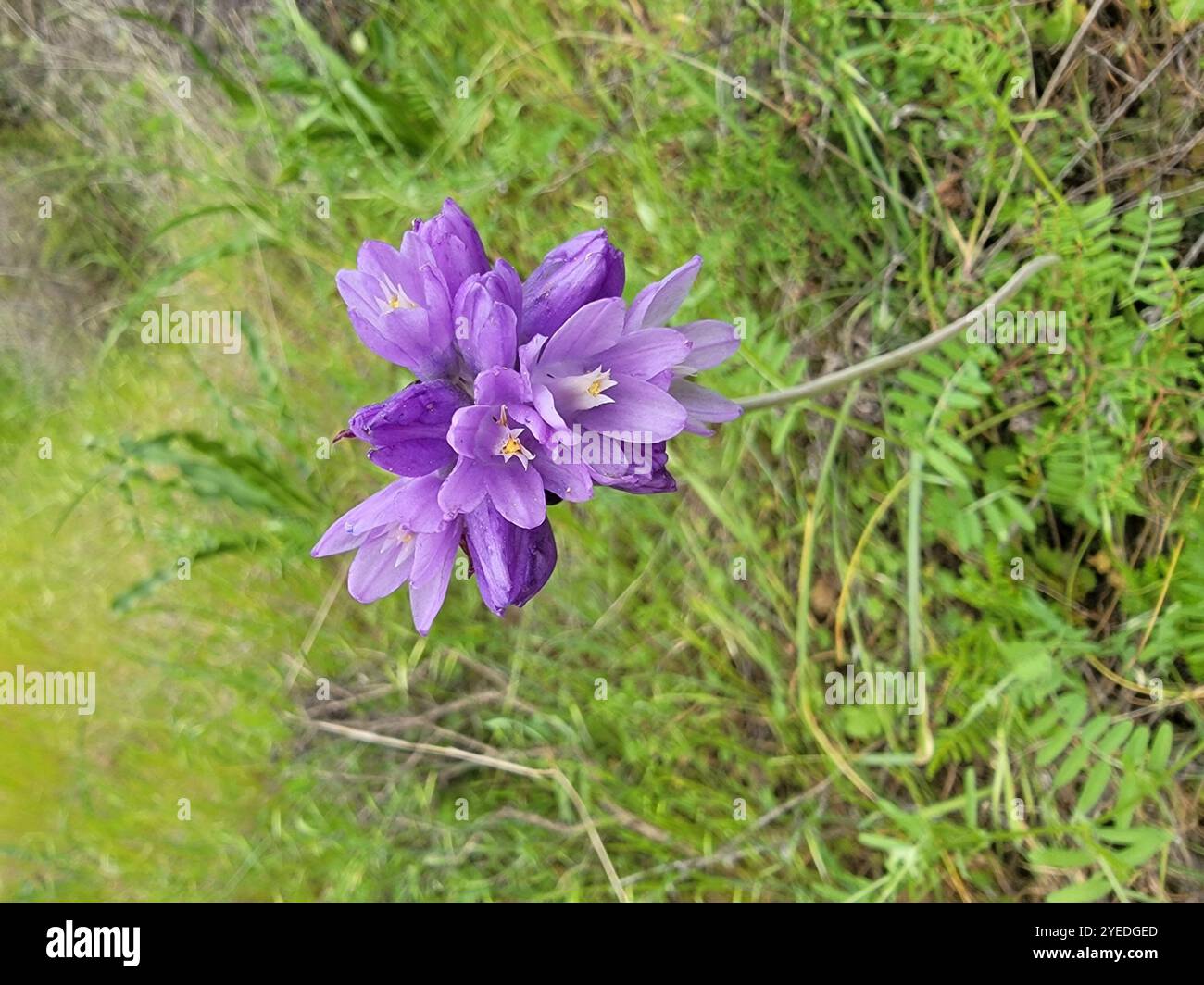 Dipterostemon hi-res stock photography and images - Alamy