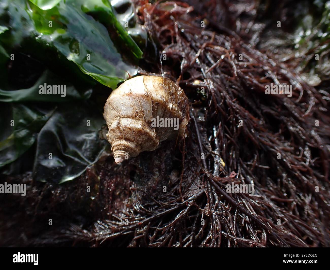 Frilled Dogwinkle (Nucella lamellosa Stock Photo - Alamy