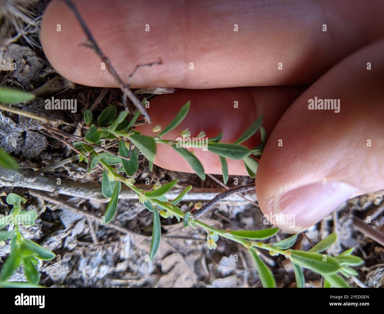 Smartweed Leafflower (Phyllanthus polygonoides Stock Photo - Alamy