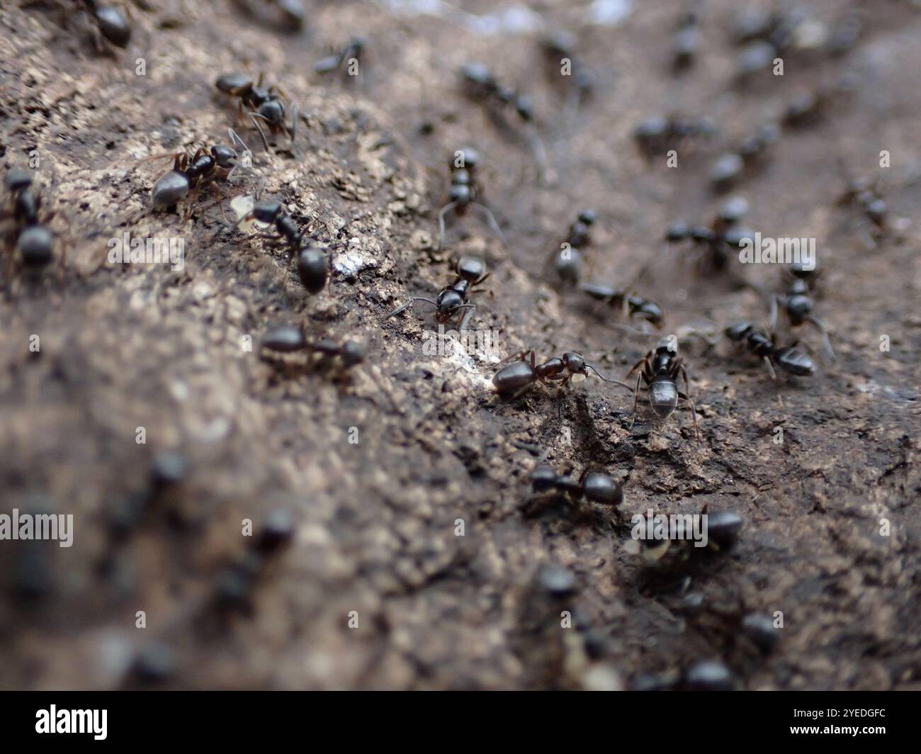 Odorous House Ant (Tapinoma sessile Stock Photo - Alamy