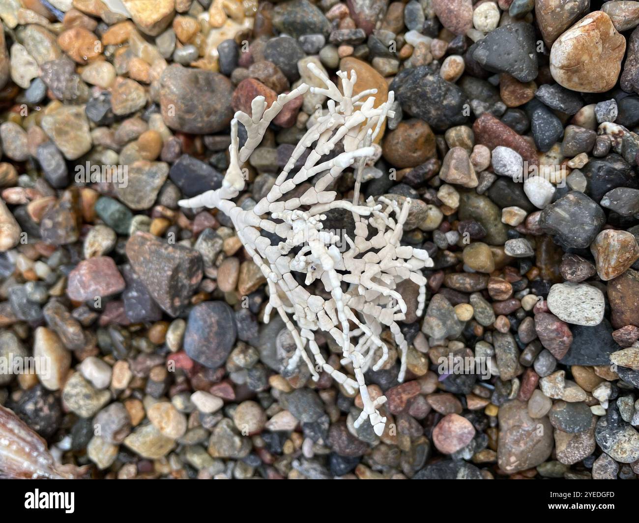 Corallinales hi-res stock photography and images - Alamy