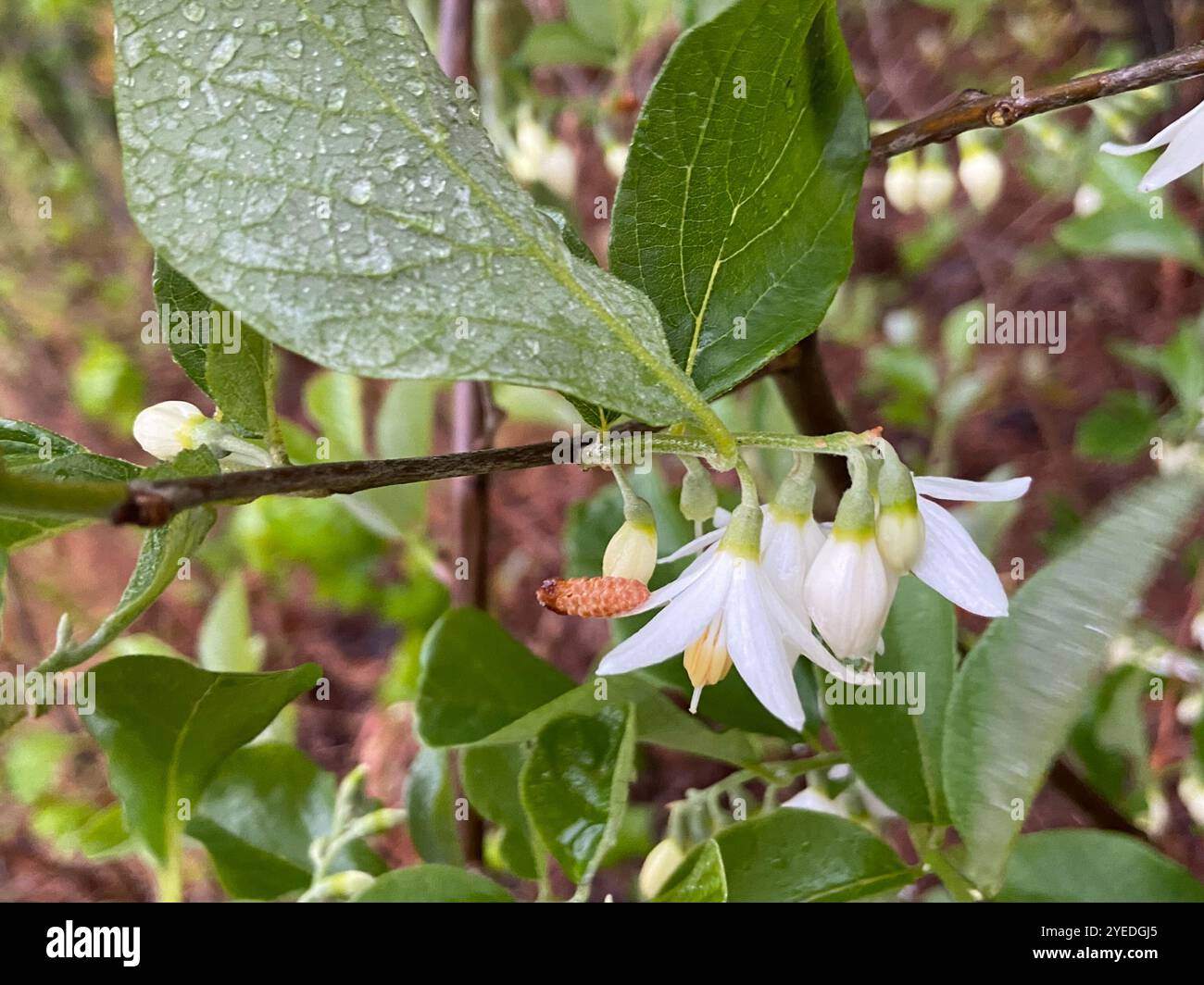 American Snowbell (Styrax americanus Stock Photo - Alamy