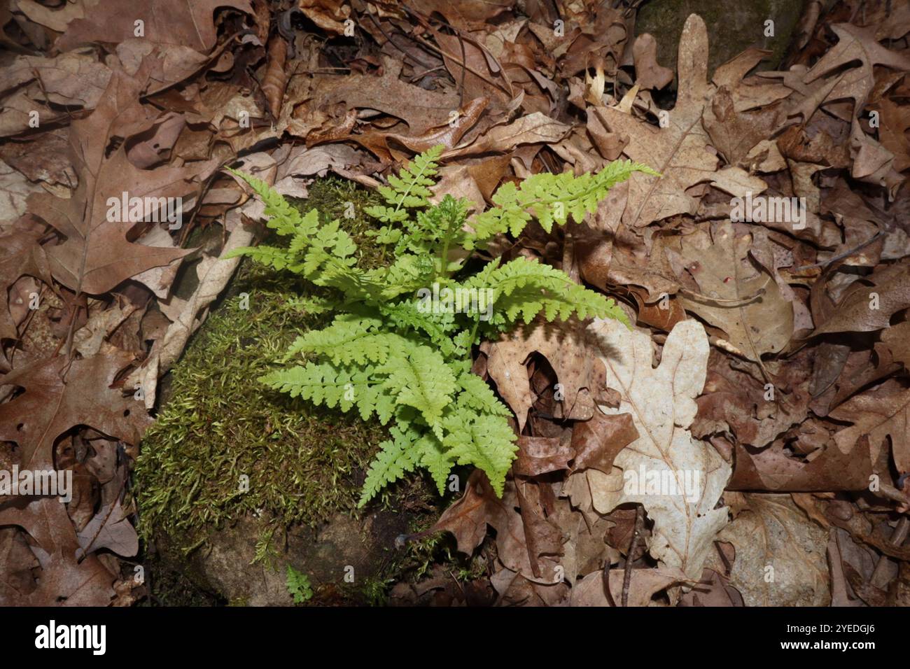 fragile ferns (Cystopteris Stock Photo - Alamy