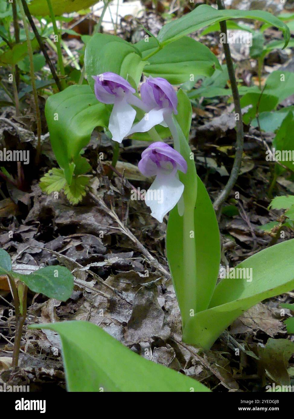 Galearis spectabilis hi-res stock photography and images - Alamy