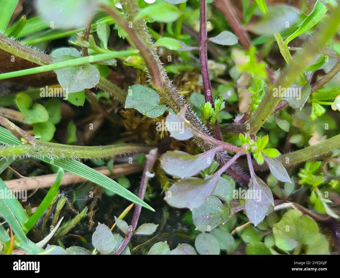 hairy bittercress (Cardamine hirsuta Stock Photo - Alamy