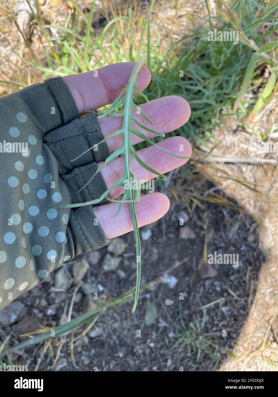 Spearleaf hi-res stock photography and images - Alamy