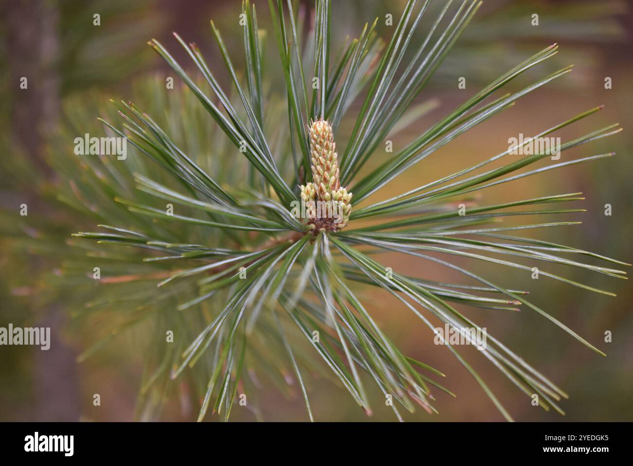 Western white pine pinus monticola hi-res stock photography and images ...