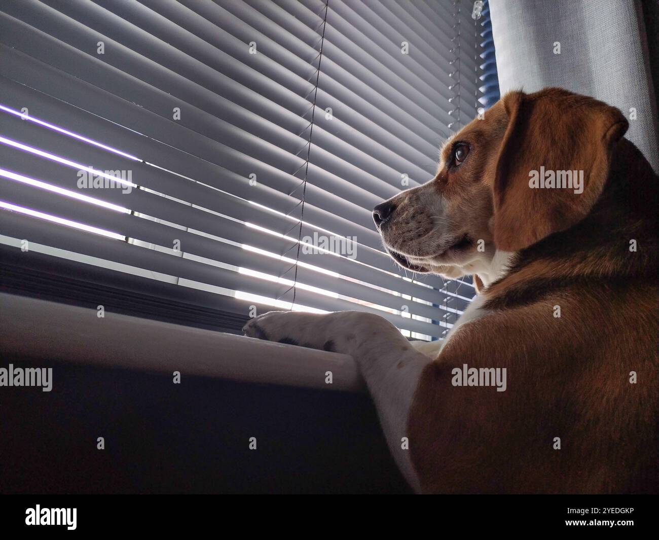 Beagle dog markings hi-res stock photography and images - Alamy