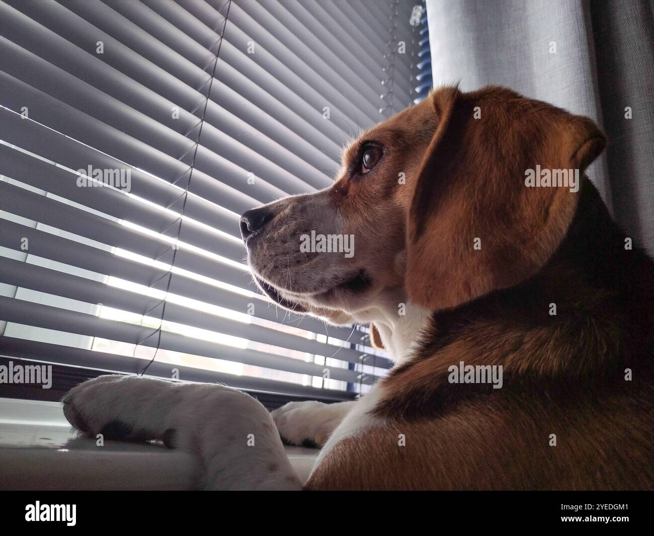 Beagle dog markings hi-res stock photography and images - Alamy