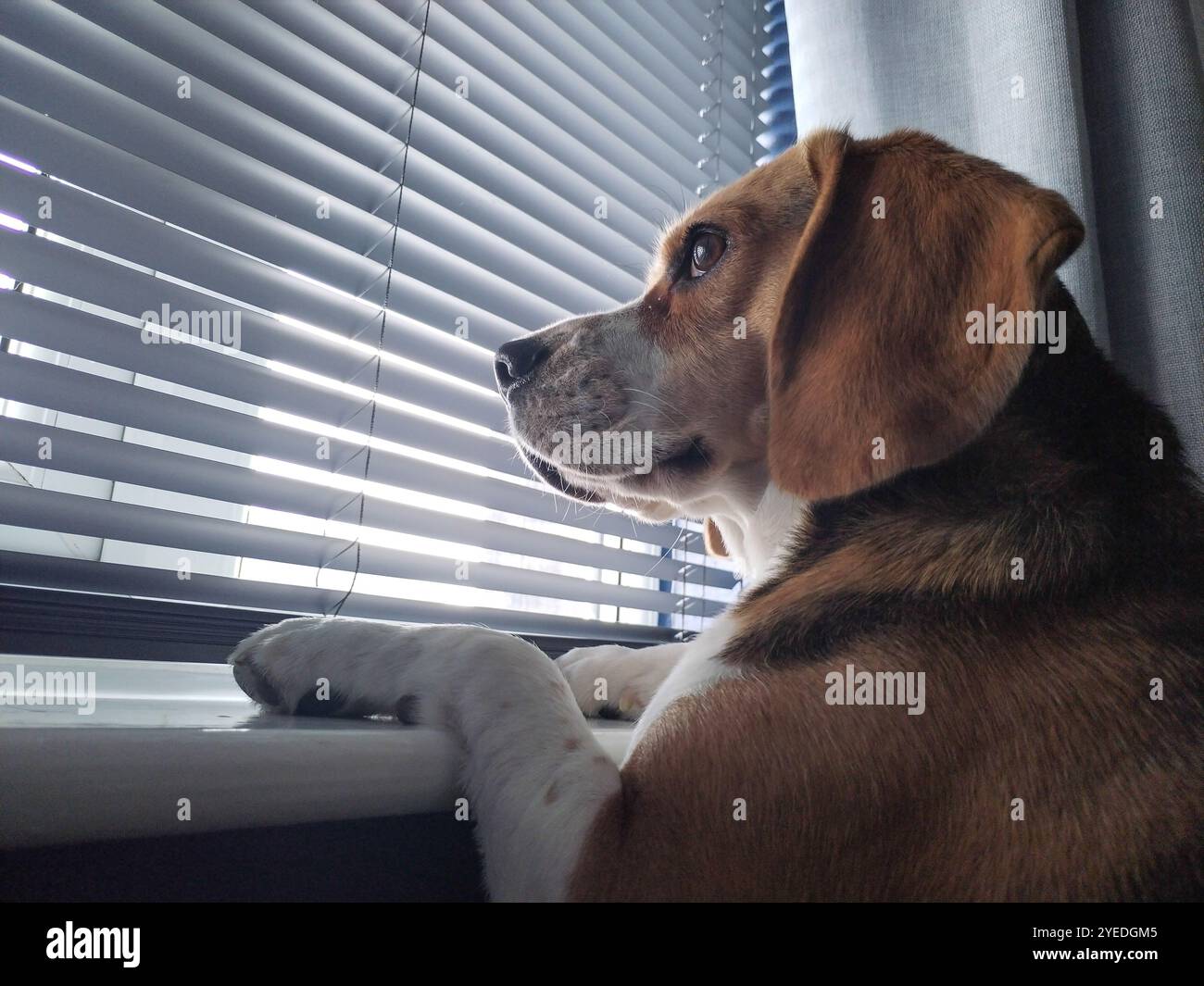 Beagle dog markings hi-res stock photography and images - Alamy