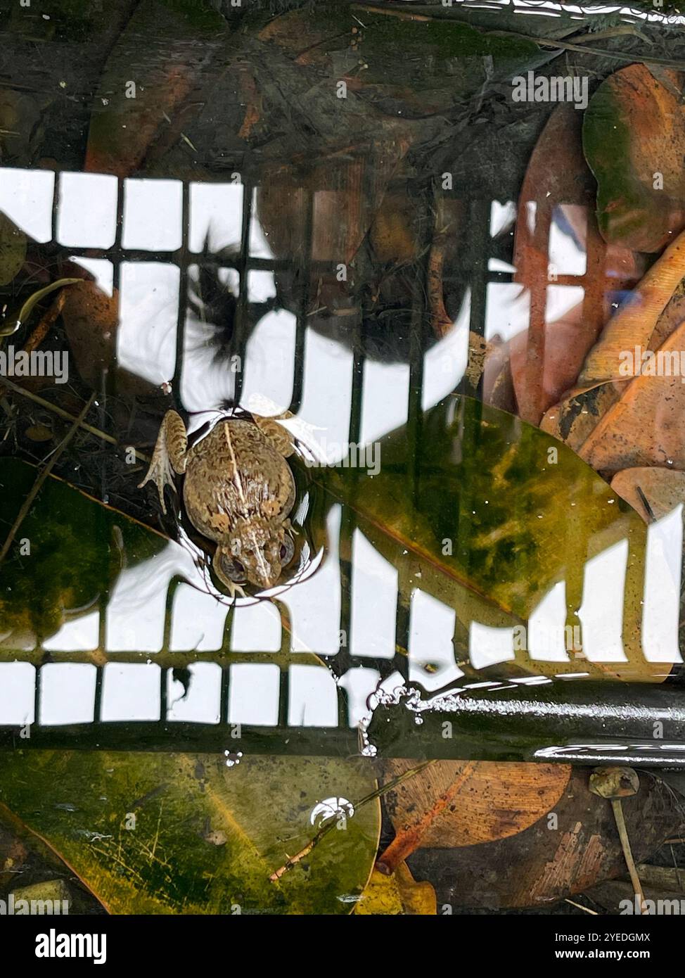 Paddy Field Frog (Fejervarya limnocharis Stock Photo - Alamy