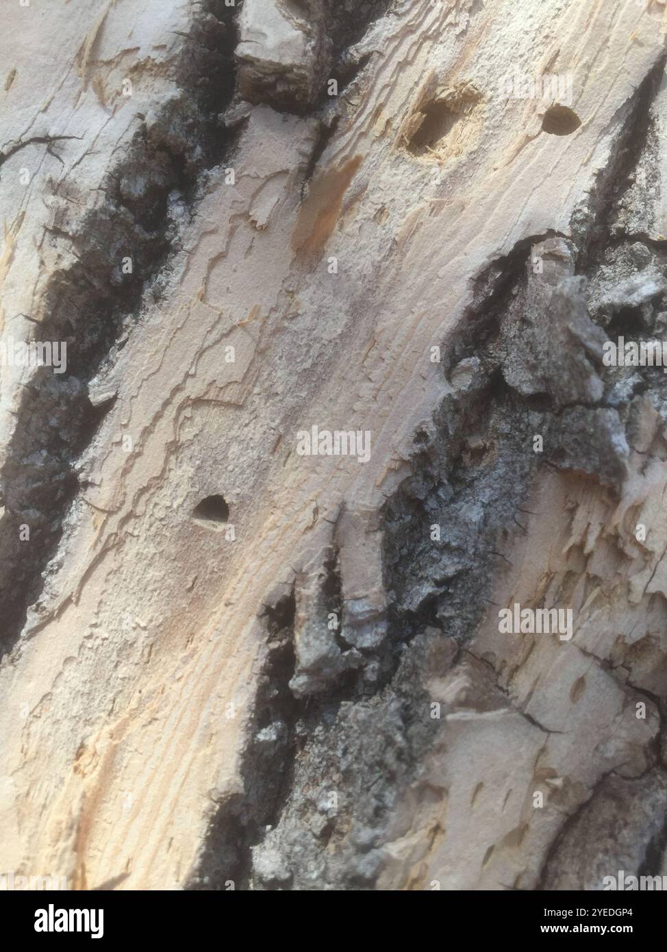 Emerald Ash Borer (Agrilus planipennis Stock Photo - Alamy