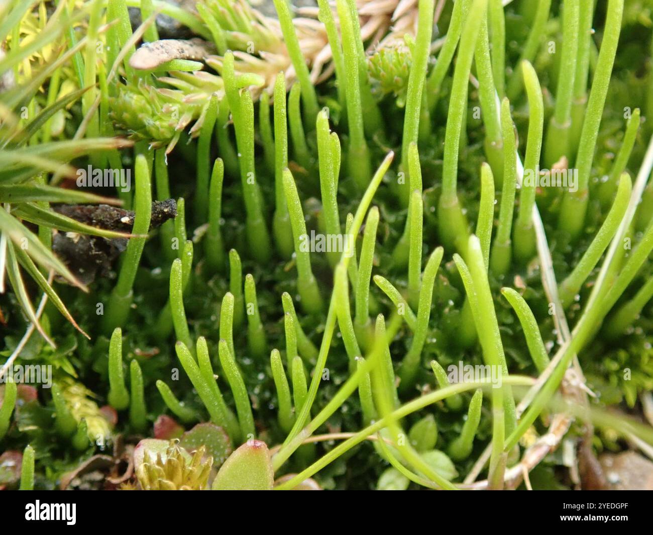 Anthoceros hi-res stock photography and images - Alamy