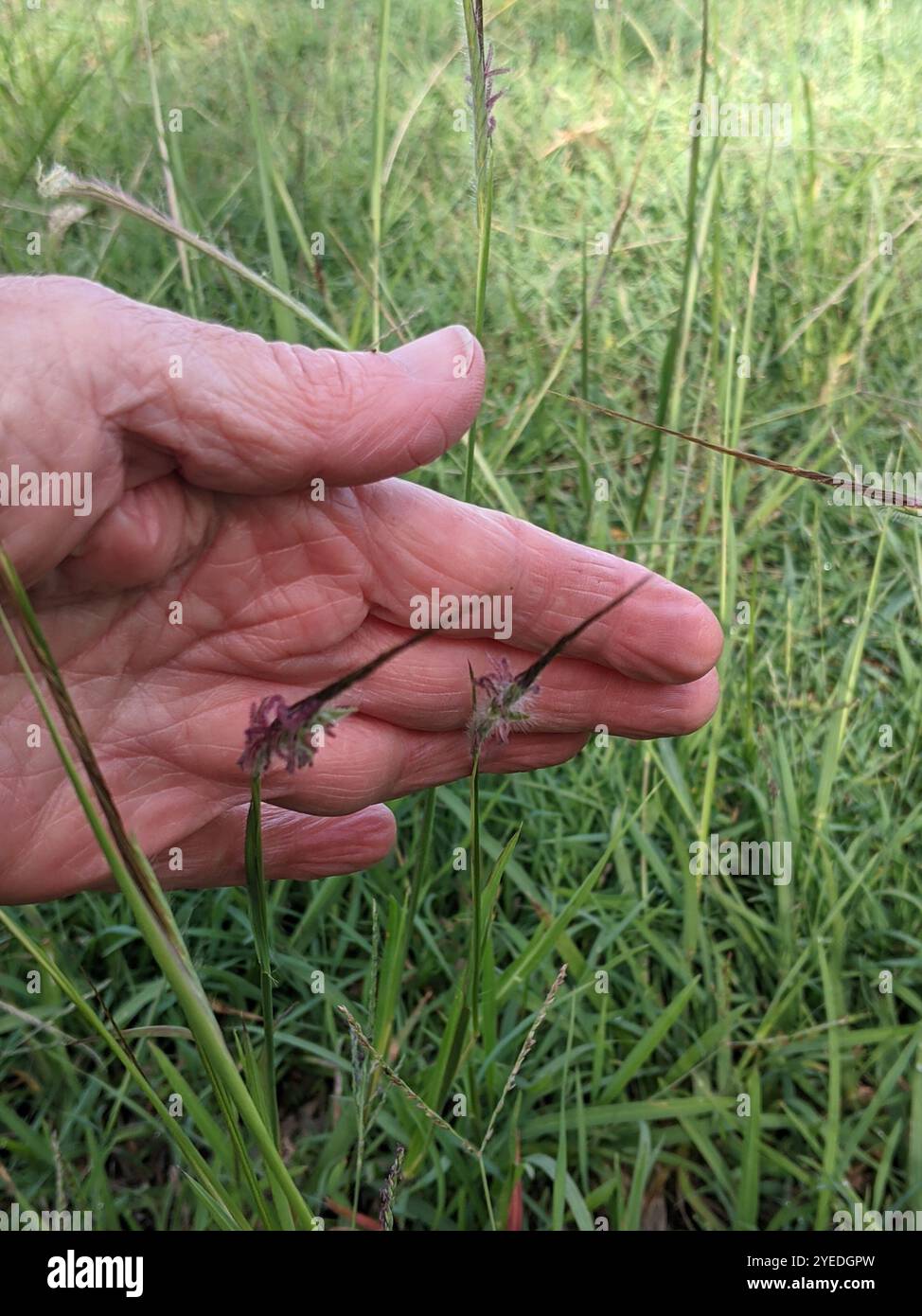 tanglehead (Heteropogon contortus Stock Photo - Alamy
